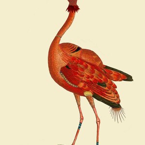 Red Bird Poster / Collage / Exotic Birds Art Print / Natural History ...