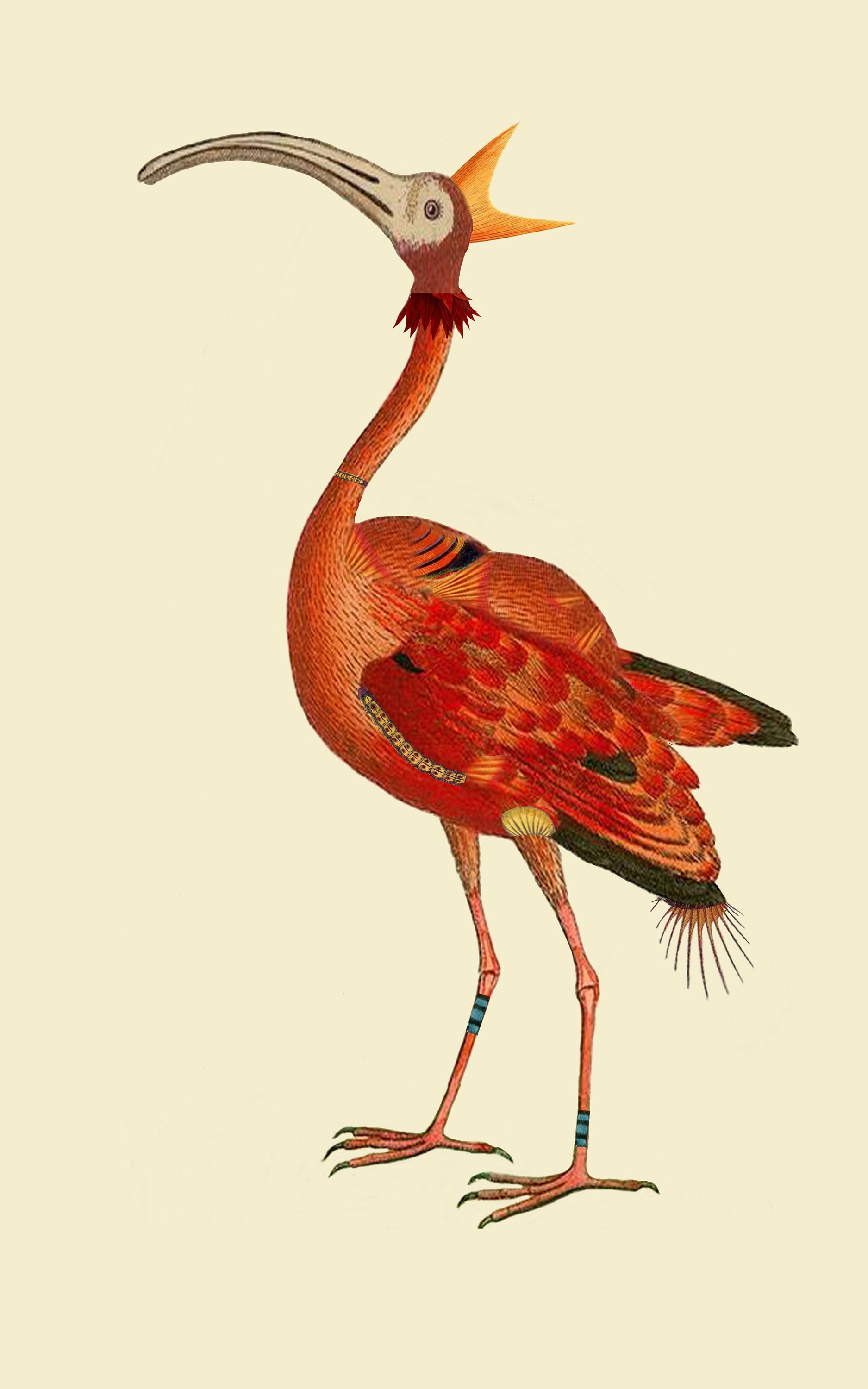 Red Bird Poster / Collage / Exotic Birds Art Print / Natural History ...