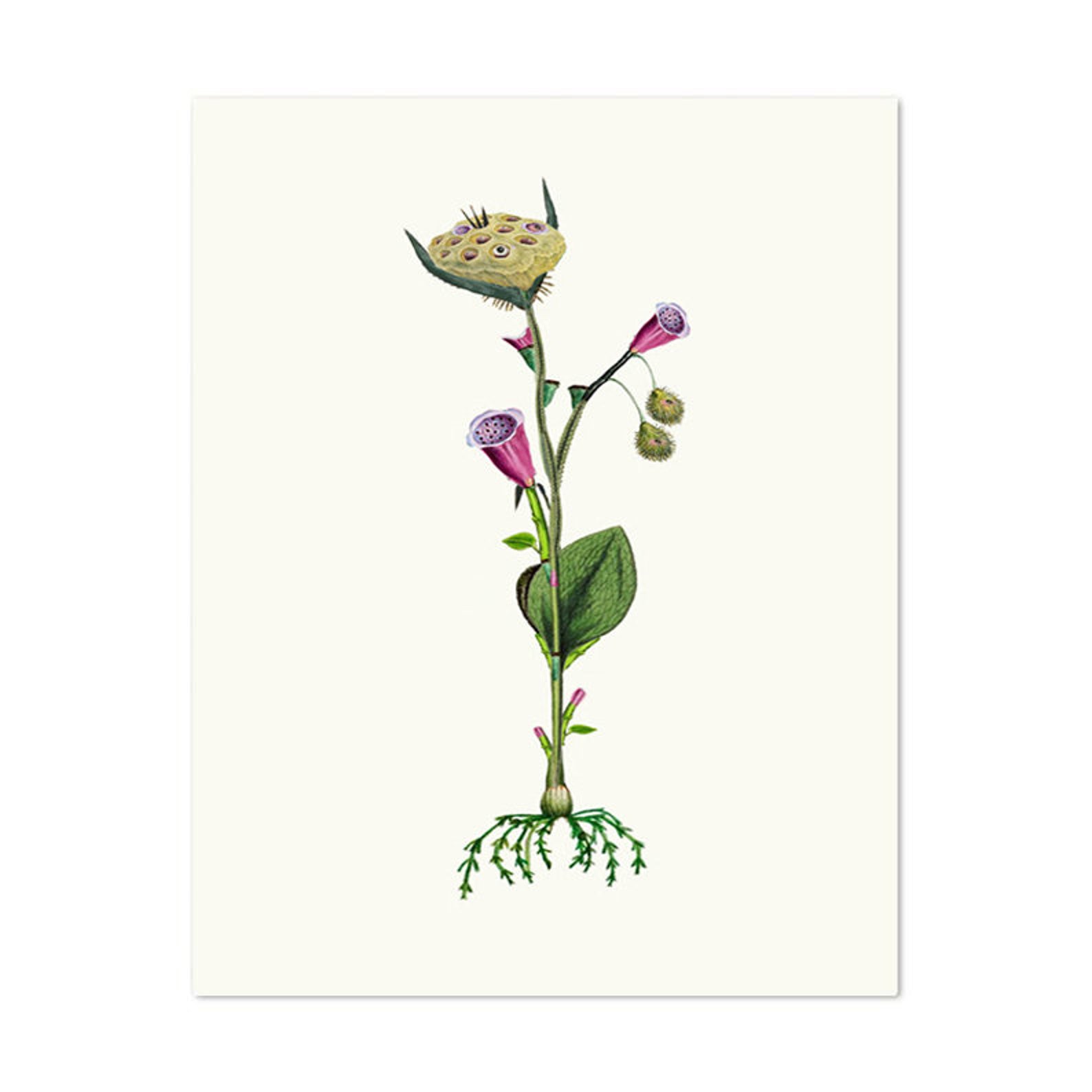 Plant Poster. Illustration Collage. Botanical Print Herbarium Botanical ...