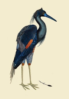 Bird Poster / Collage / Exotic Birds Art Print / Natural History ...