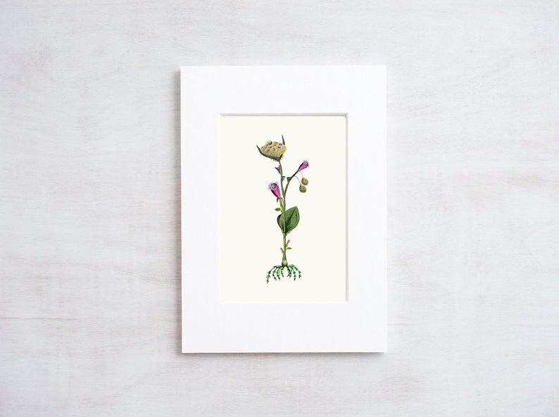 Plant Poster. Illustration Collage. Botanical Print Herbarium Botanical ...
