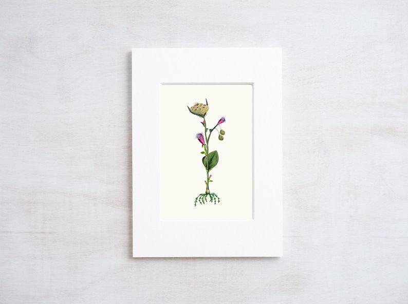 Plant Poster. Illustration Collage. Botanical Print Herbarium Botanical ...