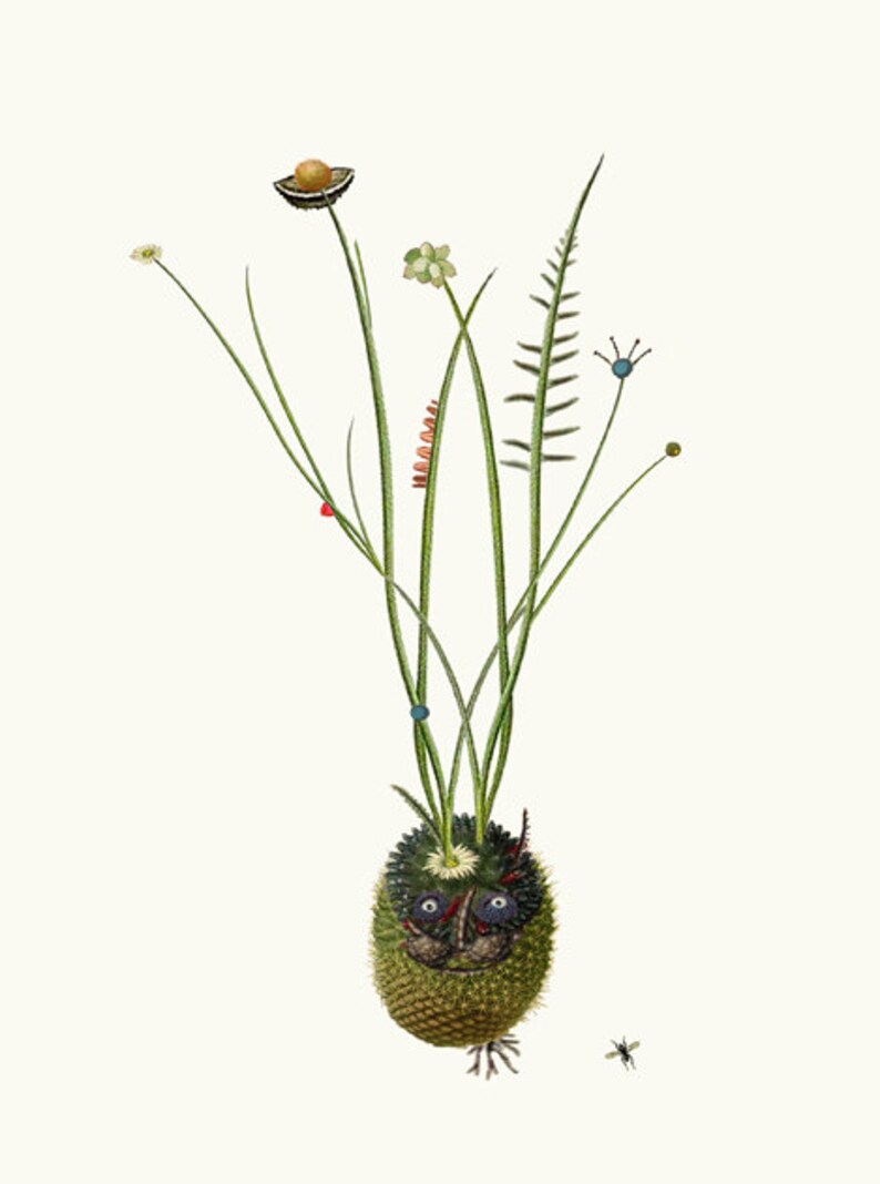 Plant Poster. Illustration Collage. Botanical Print - Herbarium ...