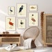 Red Bird Poster / Collage / Exotic Birds Art Print / Natural History ...