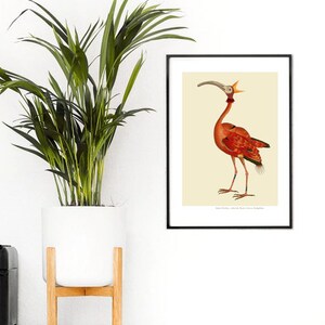 Red Bird Poster / Collage / Exotic Birds Art Print / Natural History ...