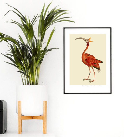 Red Bird Poster / Collage / Exotic Birds Art Print / Natural History ...