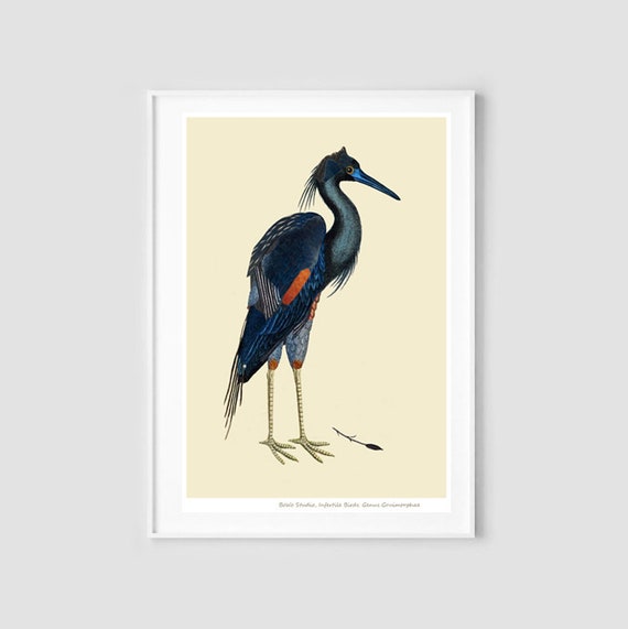 Póster de aves / Collage / Impresión de arte de aves exóticas - Etsy España