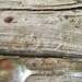 Sterling Silver Spoon / Roden Brothers / Toronto / Canada / Vermeil ...