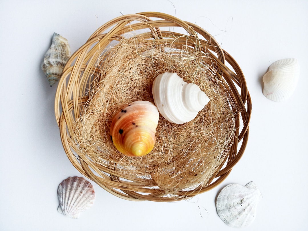 Mini Sea Shells Conch Shaped Soaps Realistic Color Airbrushed - Etsy