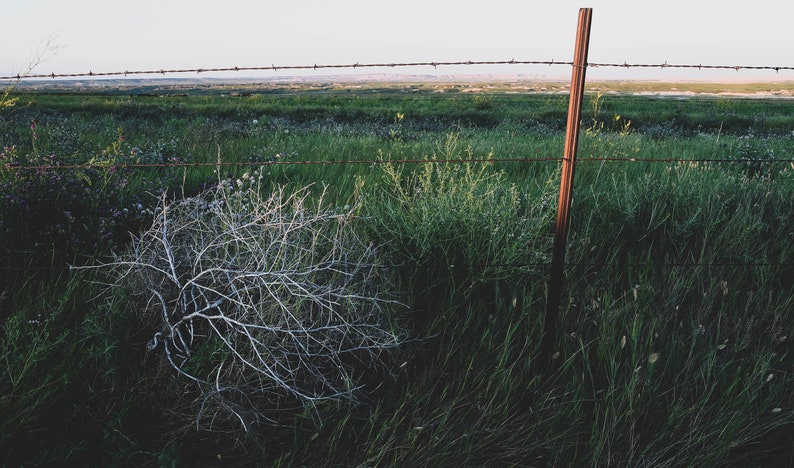 Tumbleweed, Badlands, South Dakota-photo of a Tumbleweed Trying to Find ...