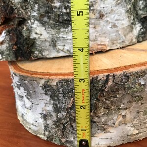 Rustic Wedding Birch Slabs, Thick Tree Slices, Extra Thick Wood Slab ...