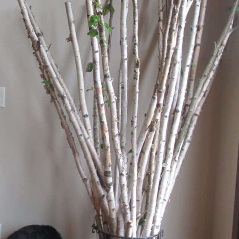 White Birch Branches - Etsy