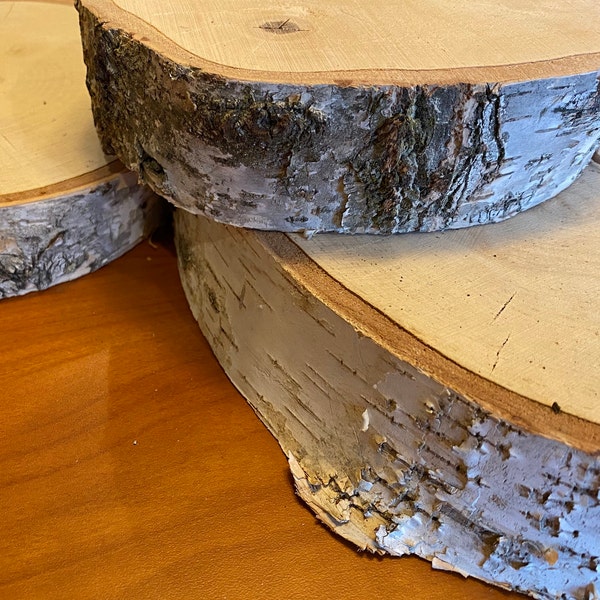 Birch Tree Slice - Etsy
