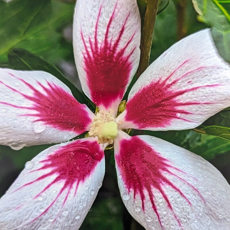 Rose of Sharon Plants - Etsy