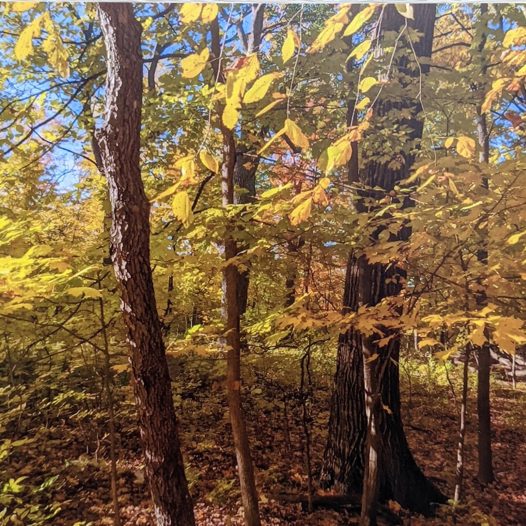 8x8 Trees of Yellow - Etsy