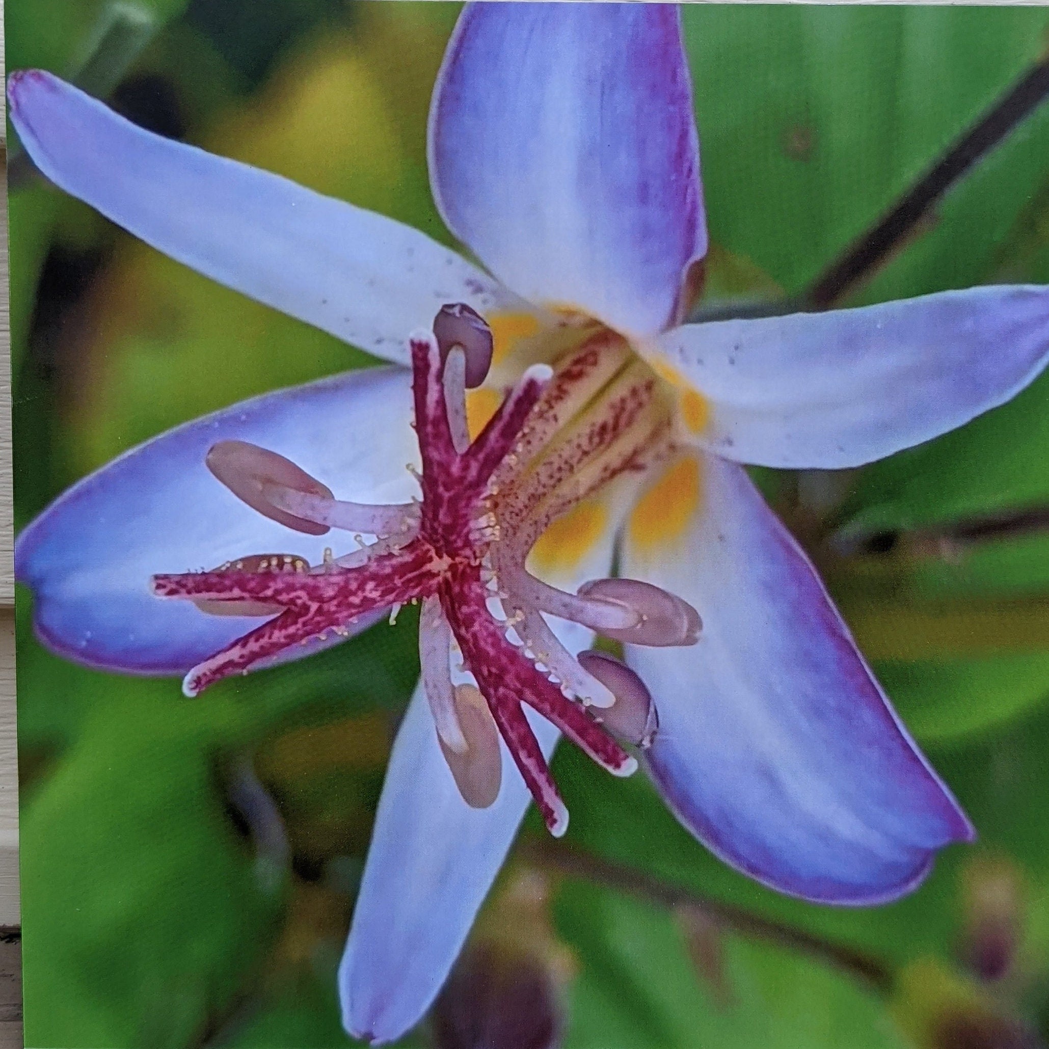 Blue Toad Lily