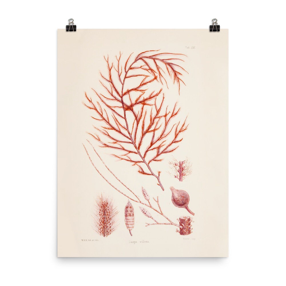 Ocean Wall Art Print • Marine Plants • Vintage Algae Illustration ...