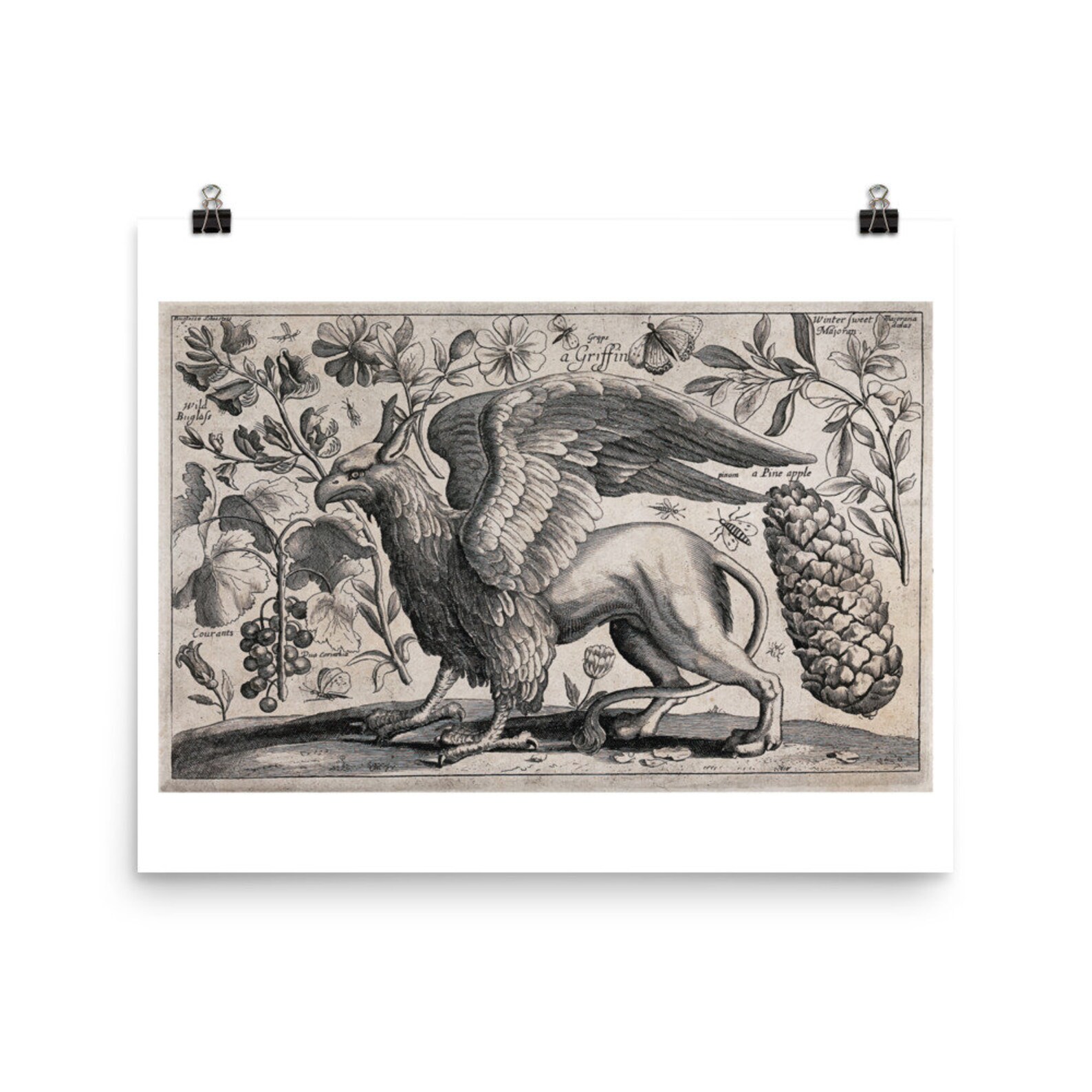 Griffin Fine Art Print • Vintage Griffin Botanical Etching • Mythical ...