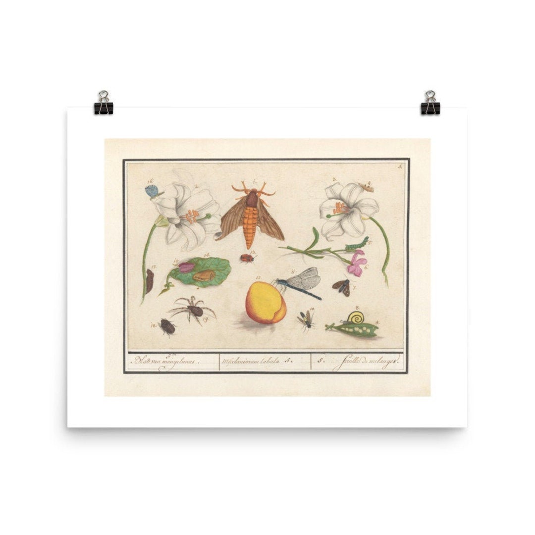 Flowers Art Print - Insects - Dutch Artist - Vintage Watercolor ...