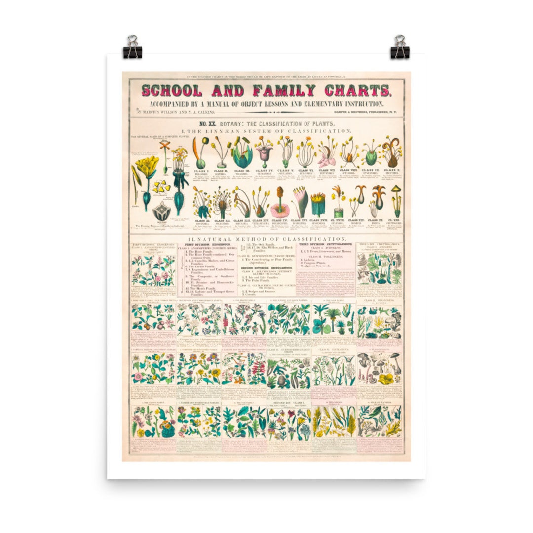 Floral Art Print | Educational Poster | Botanical Posters | Vintage ...