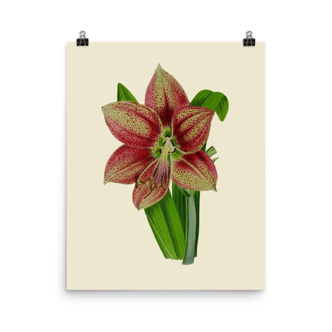 Charles Morren Tiger Lily Fine Art Print • Botanical Illustration ...