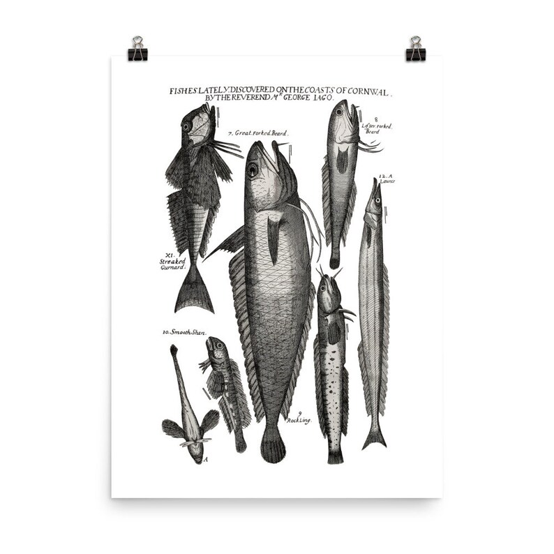 Fishes of Cornwall Illustration Circa 1713 | Fish Chart | Fish ...
