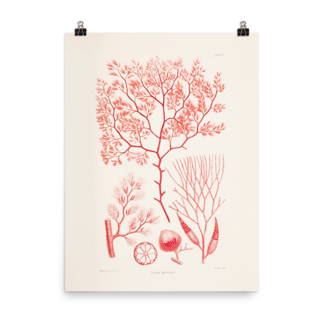 Ocean Wall Art Print • Marine Plants • Vintage Algae Illustration ...