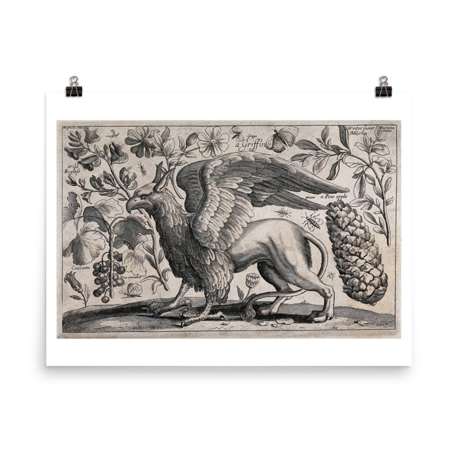 Griffin Fine Art Print • Vintage Griffin Botanical Etching • Mythical ...