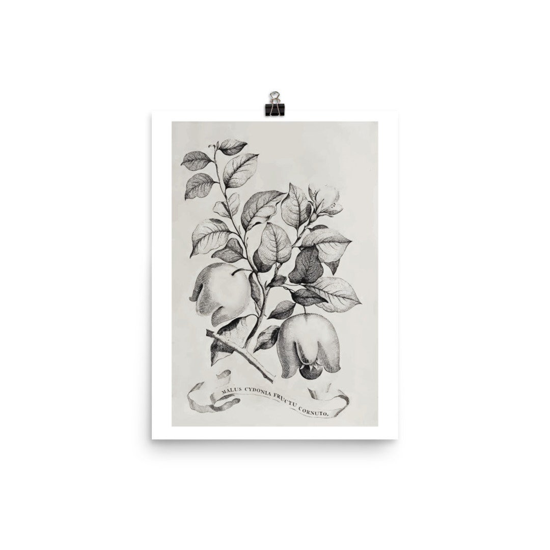 Botanical Illustration Fine Art Print • Quince Fruit Tree • Botanical ...