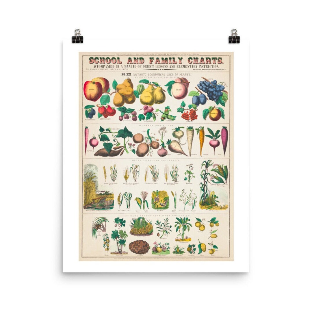 Fine Art Poster | Fruits | Vegetables | Apples | Pears | Carrots ...