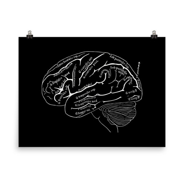 Map of the Brain Black Line - Etsy
