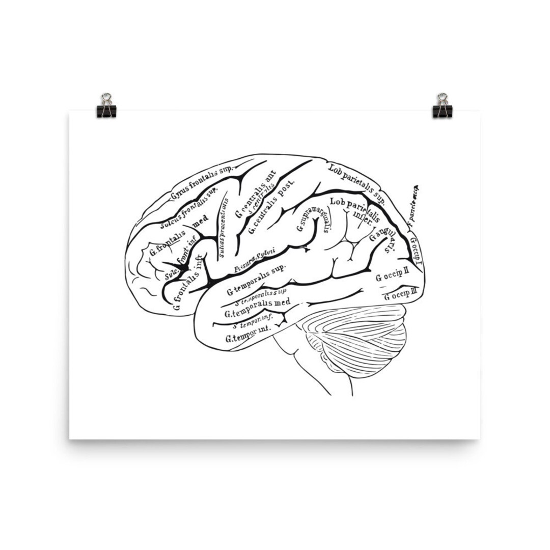 Vintage Map of the Brain Black Line Drawing Illustration on - Etsy UK