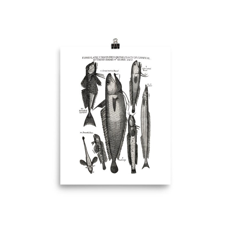 Fishes of Cornwall Illustration Circa 1713 | Fish Chart | Fish ...