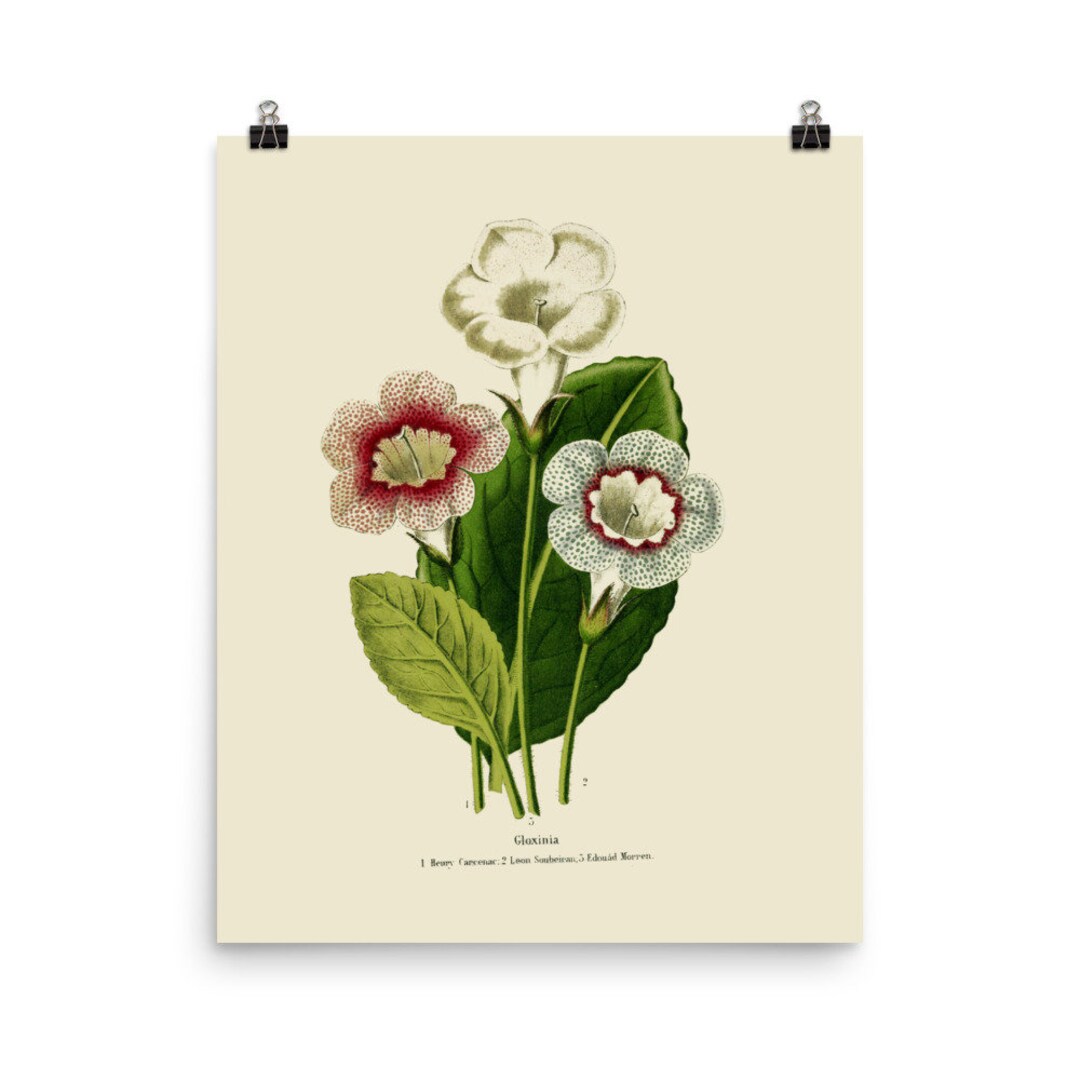 Charles Morren Gloxinia Fine Art Print • Botanical Illustration ...