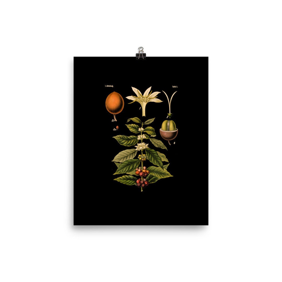 Botanical Illustration - Coffee Plant - Coffee Tree - 8x10 Art Print ...