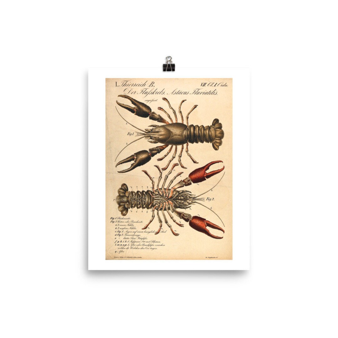 Two Crayfish Vintage Illustration Fine Art Print • Anatomy of a ...