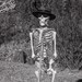 Skeleton Burying Money Photo, Skeleton Banking, Halloween Skeleton ...