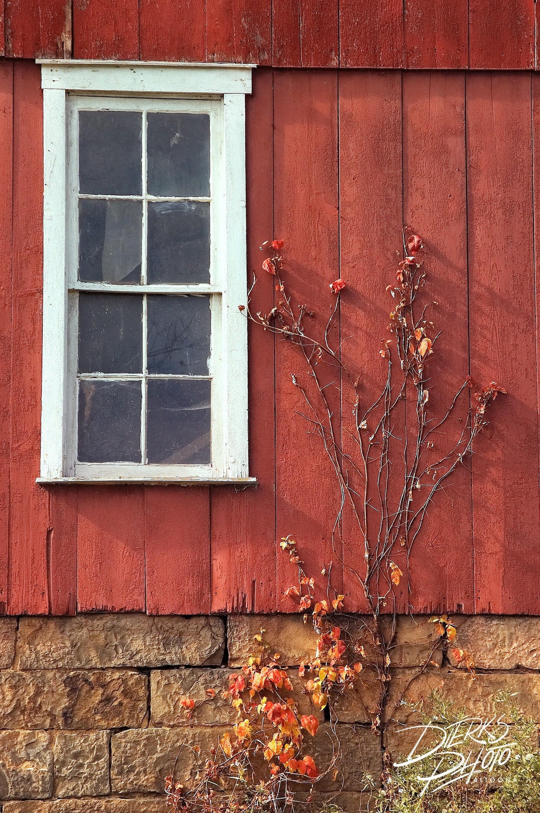 White Window in Old Red Barn With Poison Oak Vine Photo, Rustic Barn ...