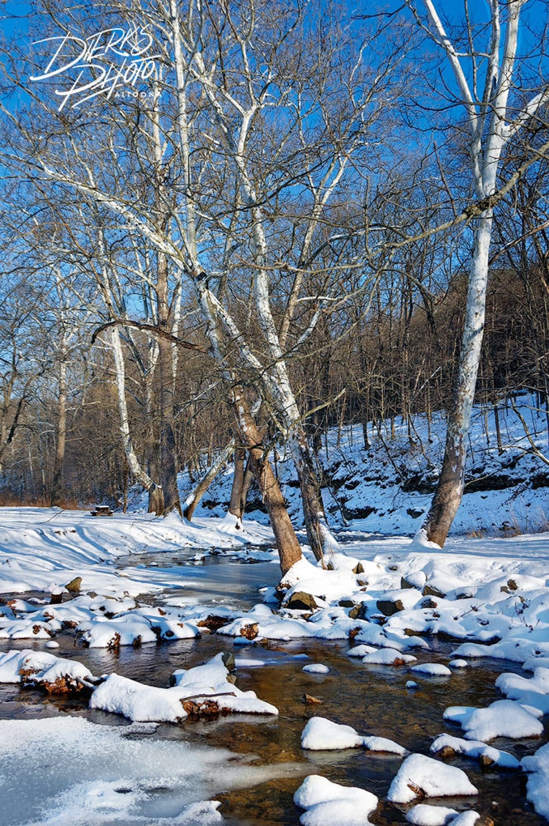 Sycamore Trees and Cool Winter Stream in Snow Photo, Refreshing Winter ...