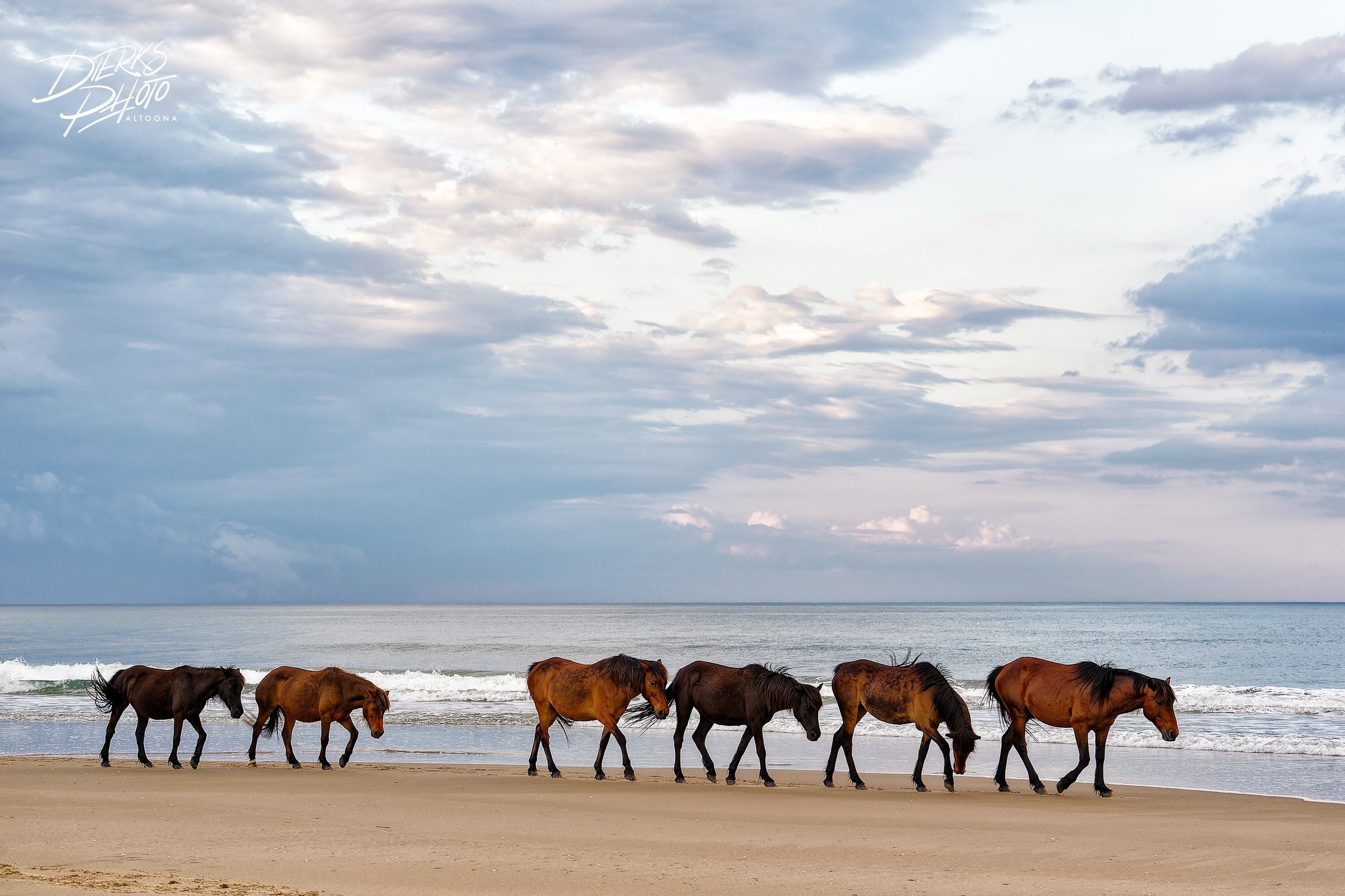 Wild Horses at Corolla NC, OBX Wild Ponies, Outer Banks Wild Horses ...