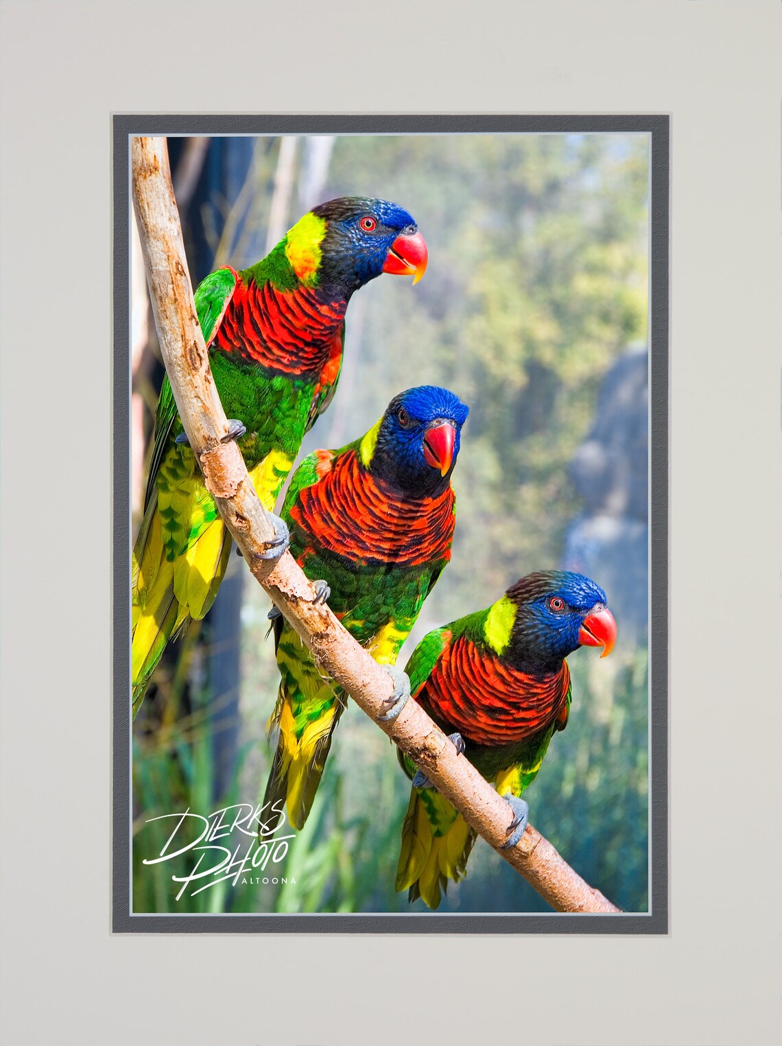 Colorful Lorikeets Sitting on A Branch Photo, Very Colorful Tropical ...