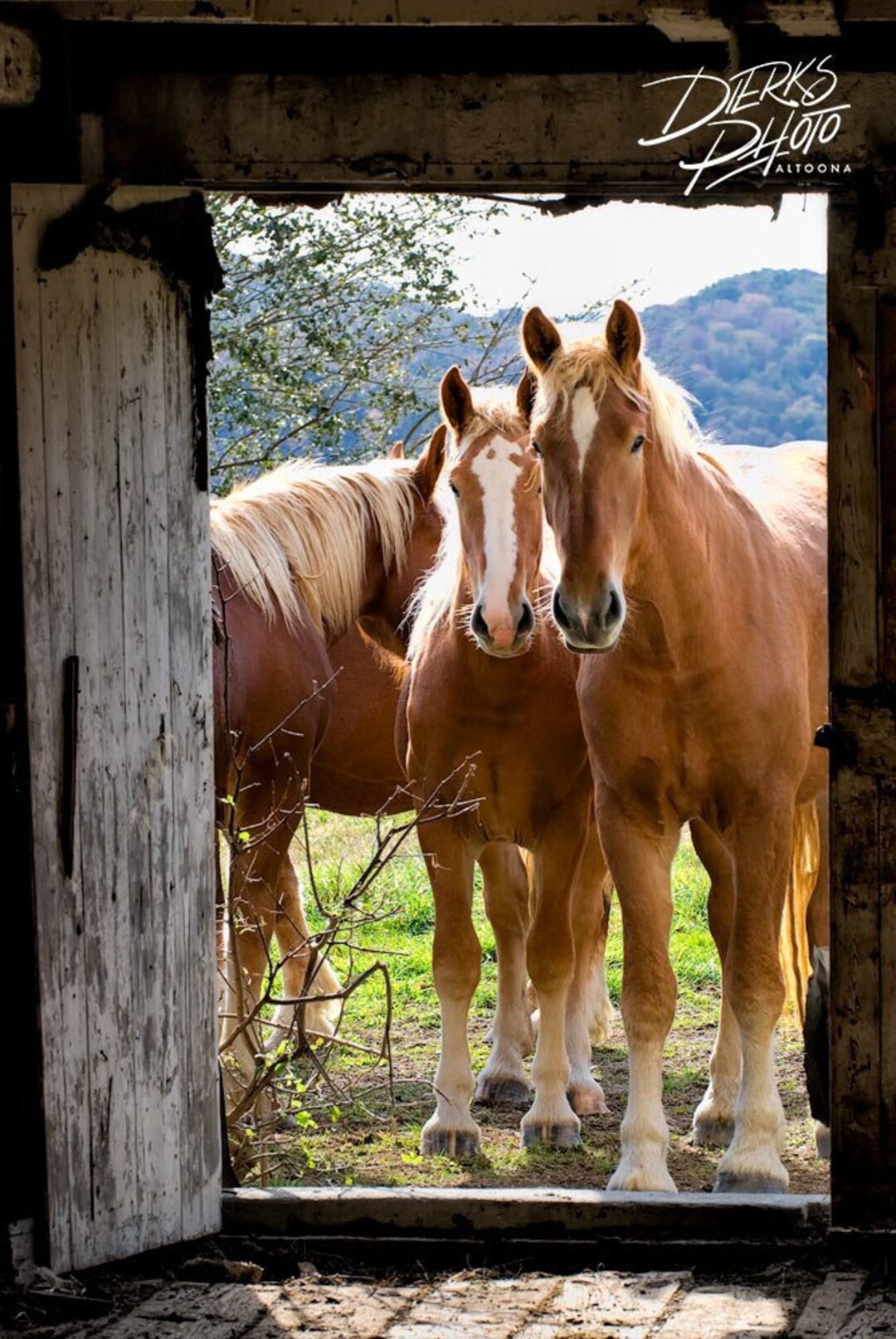 Curious Young Belgian Horses at Barn Door Photo, Draft Horses, Horse ...