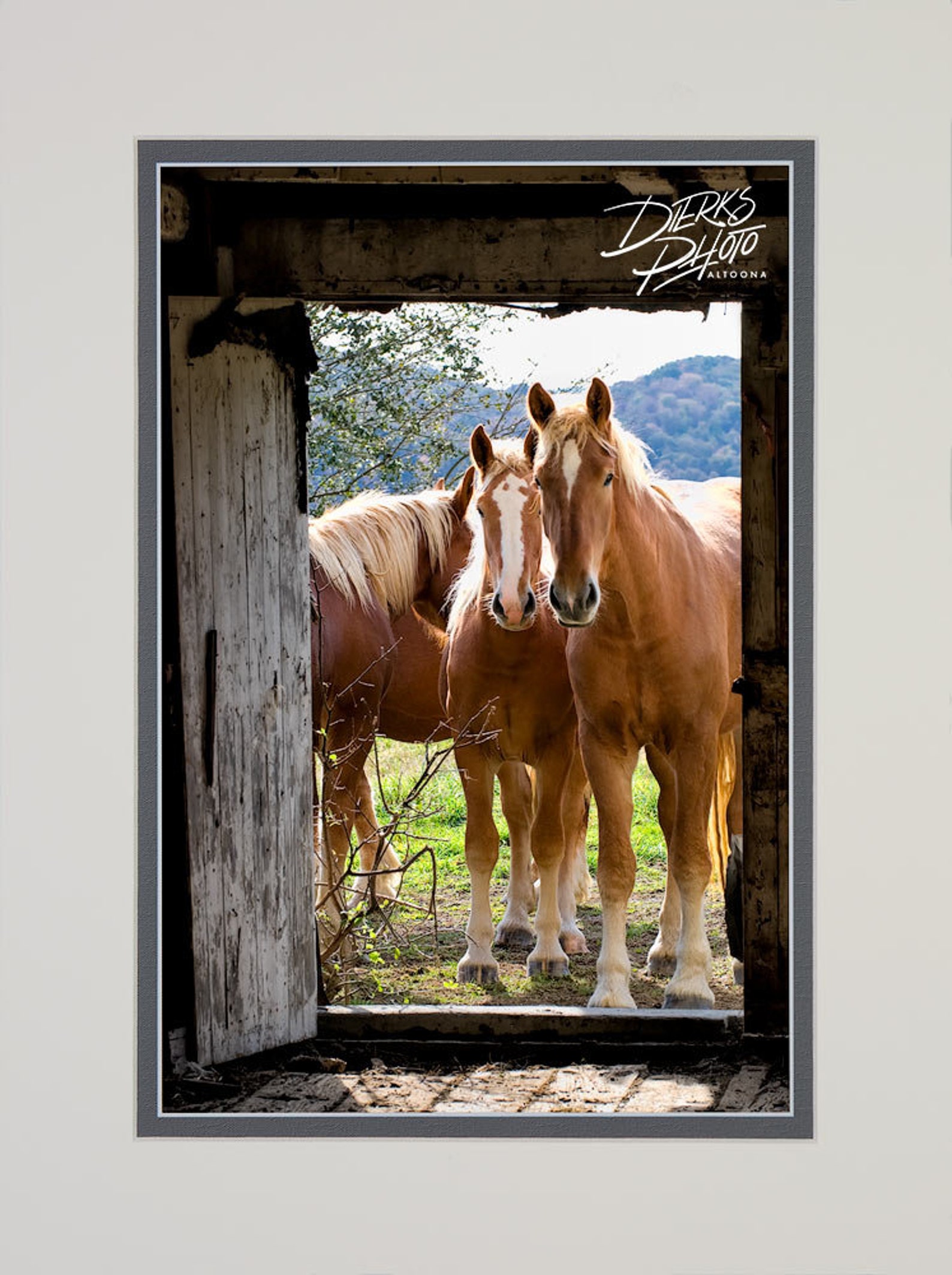 Curious Young Belgian Horses at Barn Door Photo, Draft Horses, Horse ...