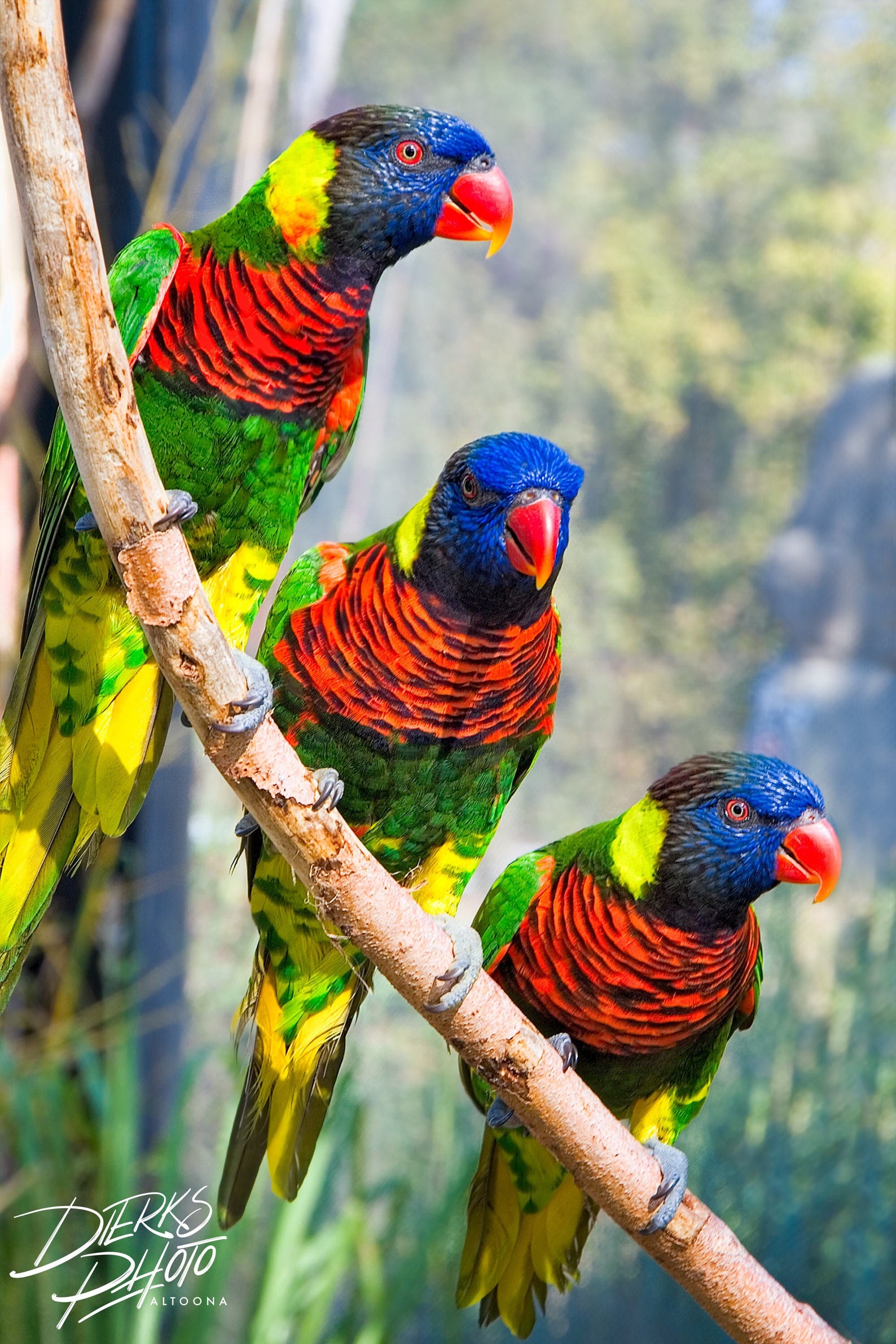 Colorful Lorikeets Sitting on A Branch Photo, Very Colorful Tropical ...