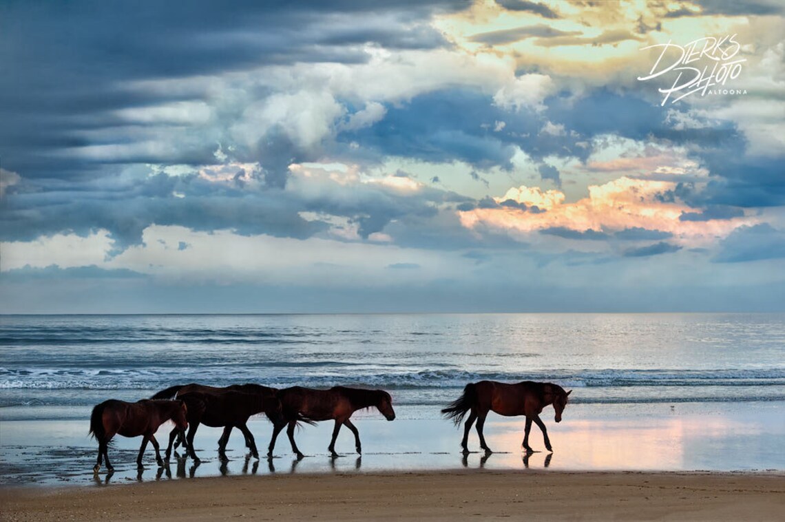 Wild Horses at Corolla NC, OBX Wild Ponies, Outer Banks Horses Print ...