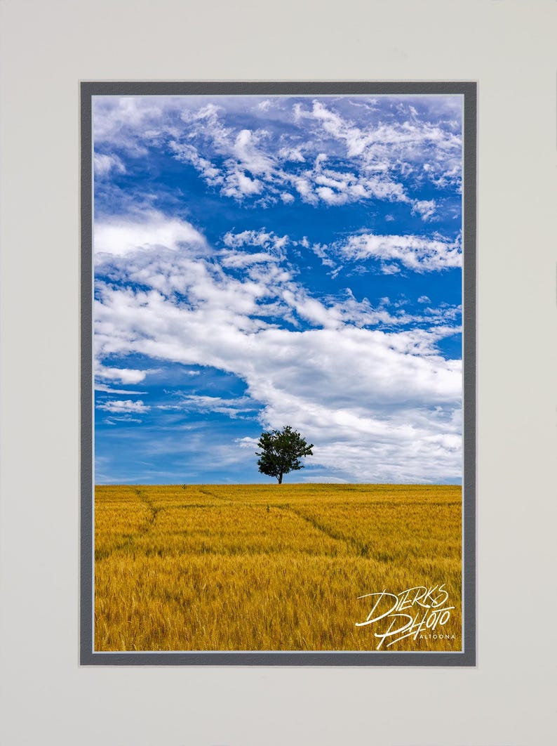 Golden Wheatfield Under Blue Skies With Single Tree, Summer Farmland ...