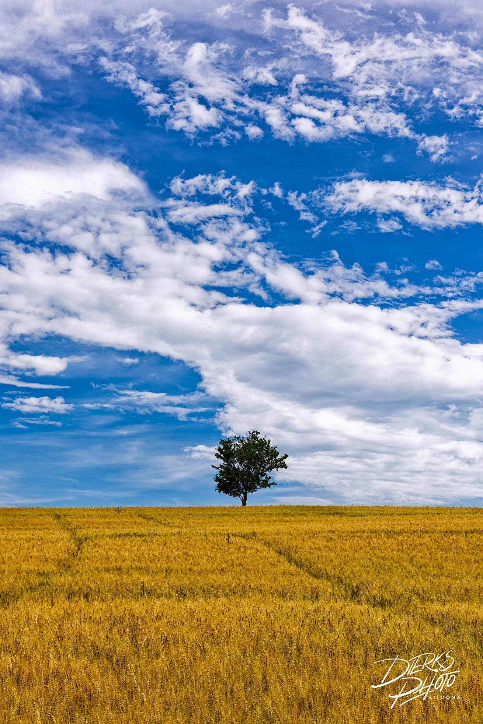 Golden Wheatfield Under Blue Skies With Single Tree, Summer Farmland ...