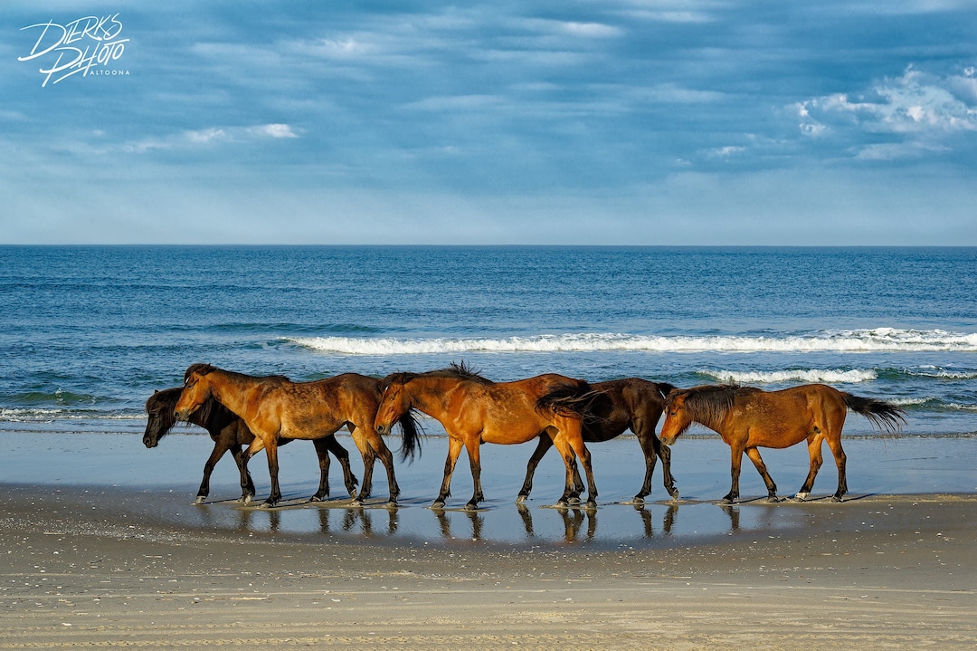 Wild Horses at Corolla NC, OBX Wild Ponies, Outer Banks Horses Print ...