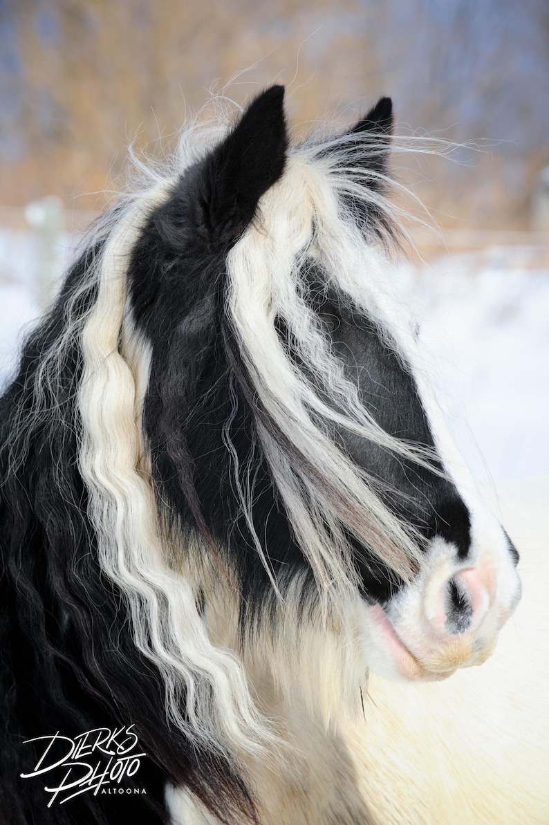 Gypsy Vanner Horse in Winter Head Shot Photo, Long Haired Horse Photo ...