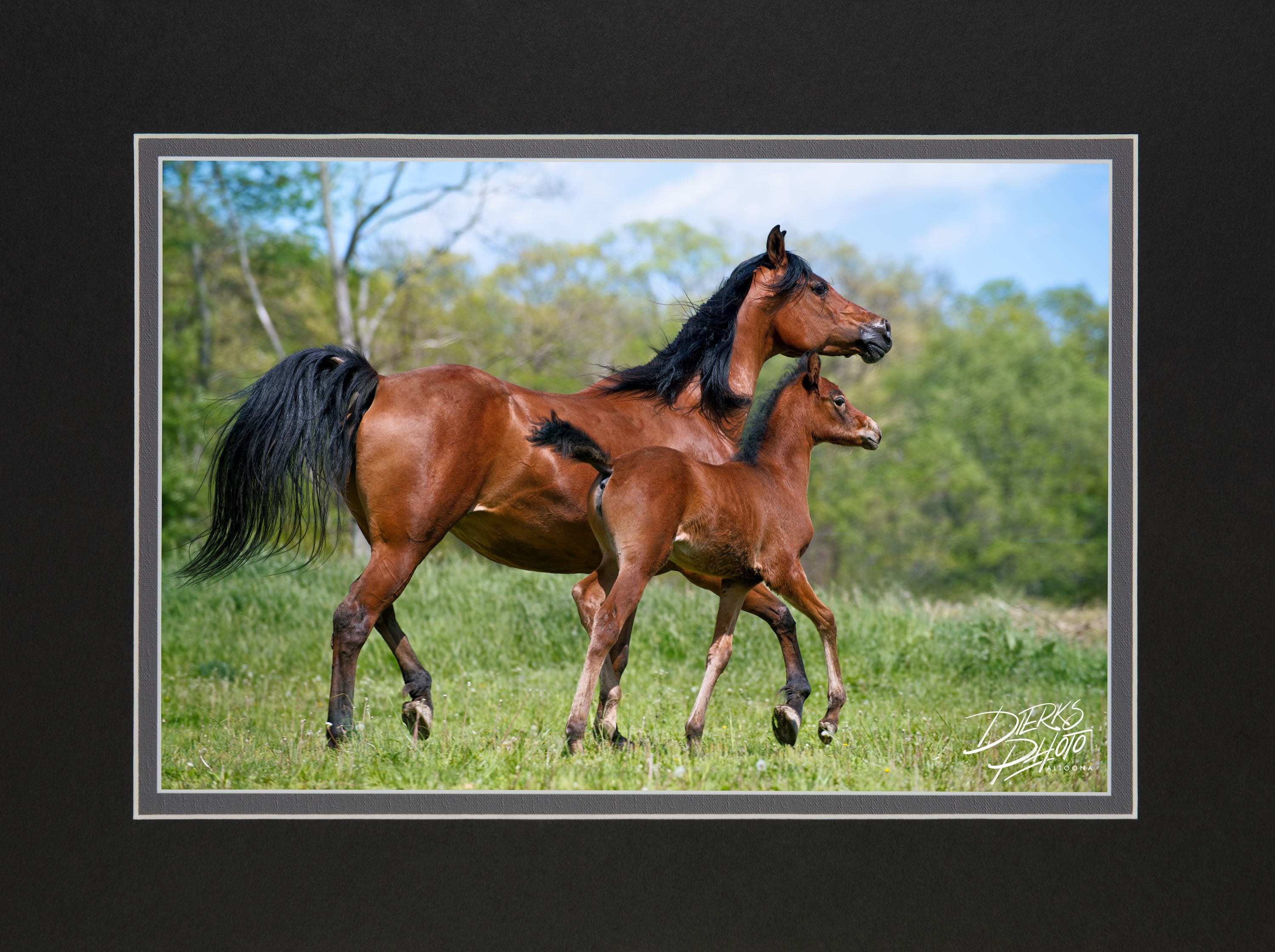 Arabian Mare and Foal Moving in Step Photo, Horse Gift, Horse Lover ...